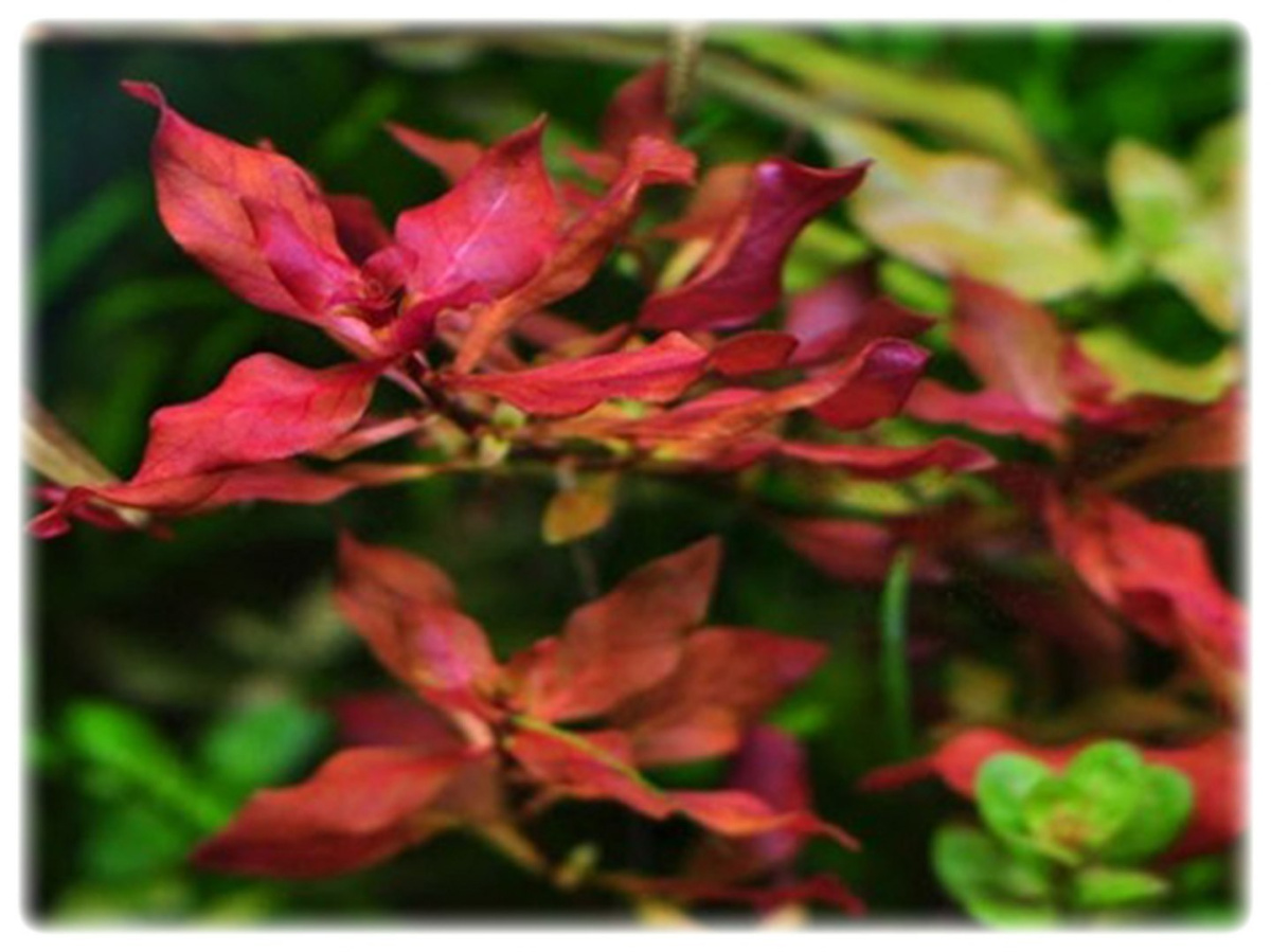 Ludwigia Mini sp. Super Red in vitro kubek 5cm Sklep Akwarystyczny.EU